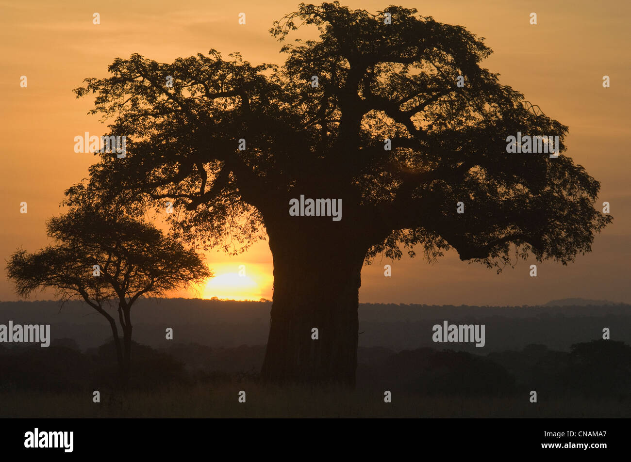 Sunrise with baobab tree Stock Photo - Alamy