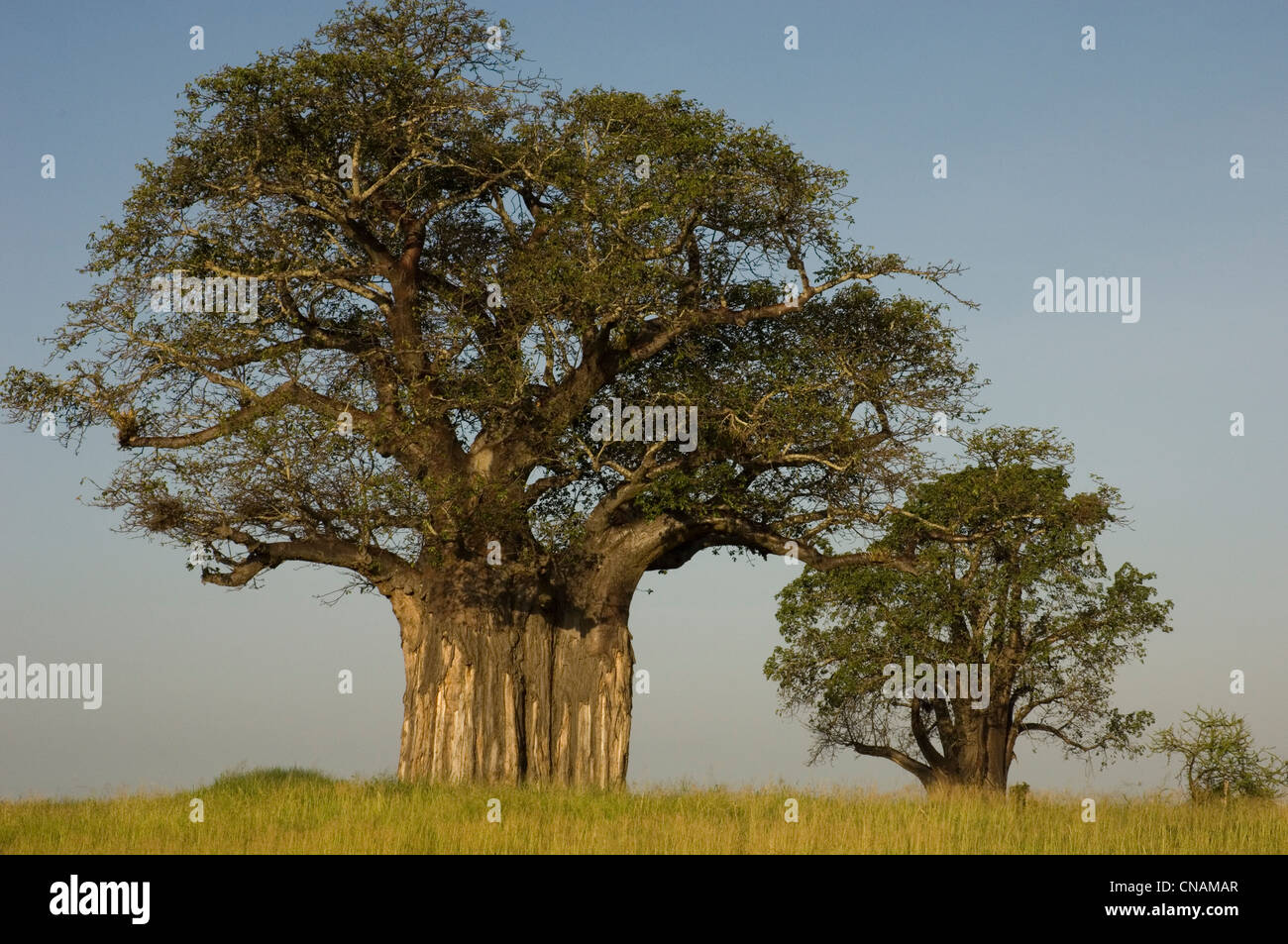 Baobab trees hi-res stock photography and images - Alamy