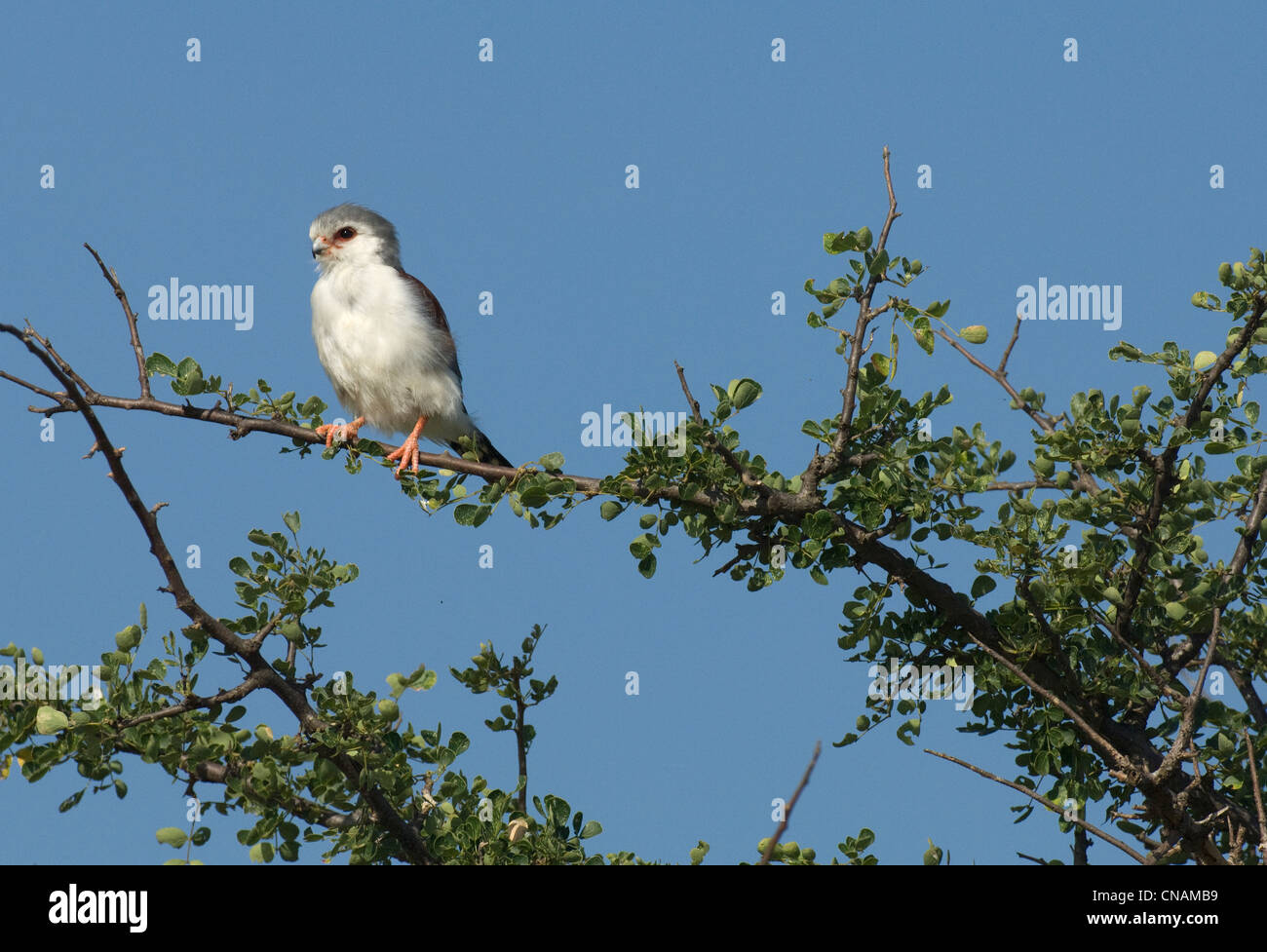Pygmy falcon hi-res stock photography and images - Alamy