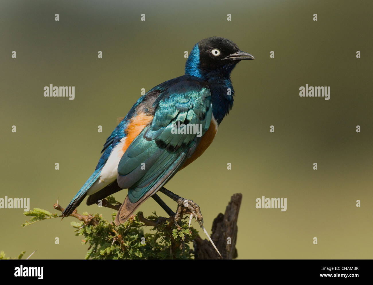 Beautiful colorful superb starling hi-res stock photography and images ...