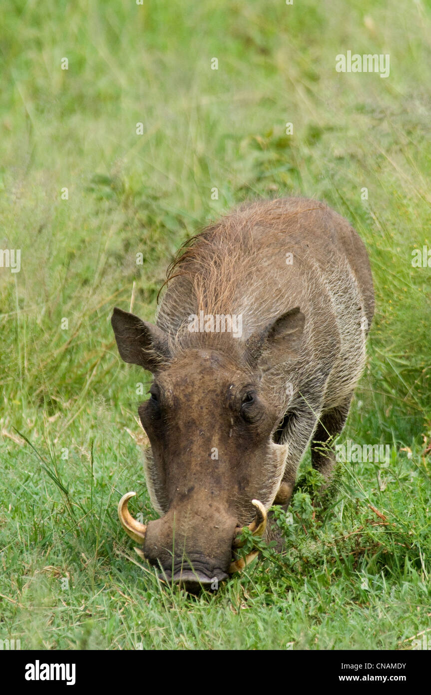 Warthog eating hi-res stock photography and images - Alamy