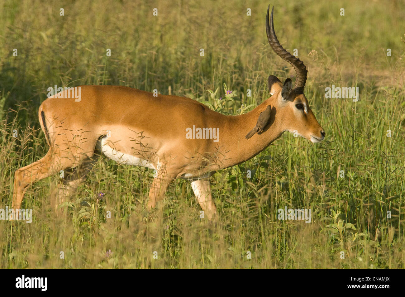 Impala buck walking Stock Photo - Alamy