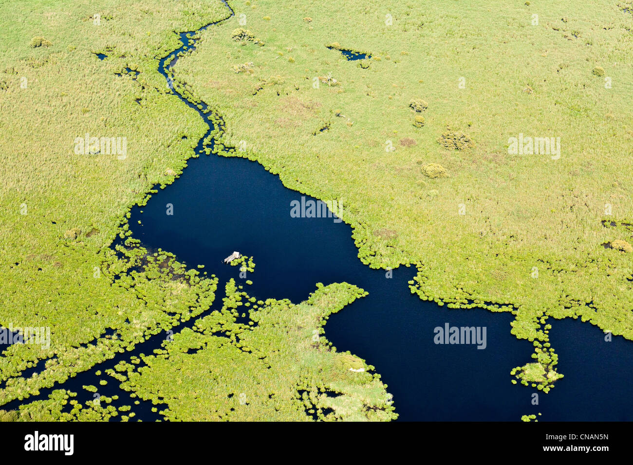 Aerial hunting hi-res stock photography and images - Alamy