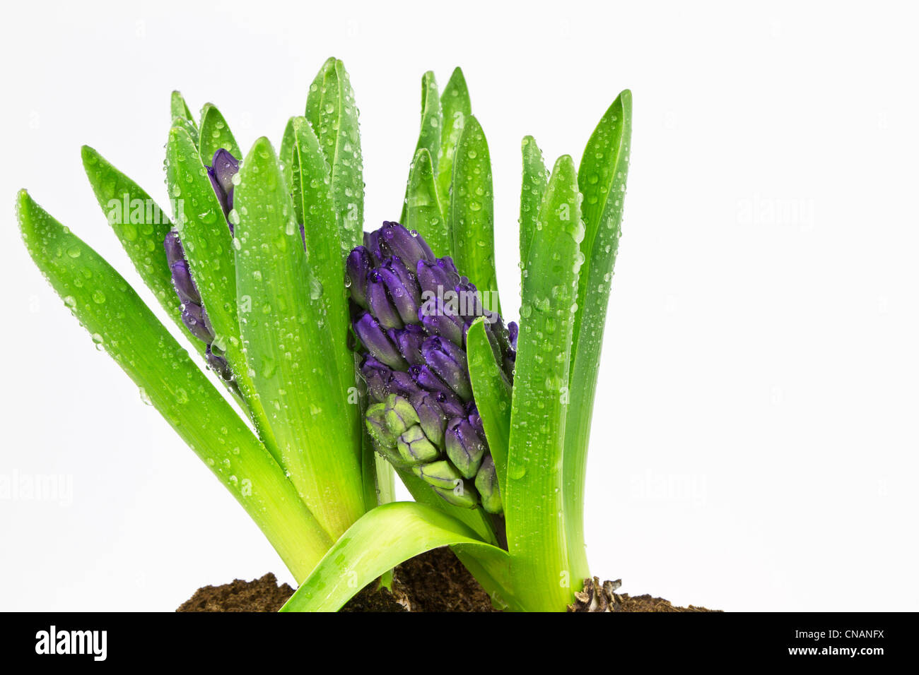 Iconic spring flower hi-res stock photography and images - Alamy