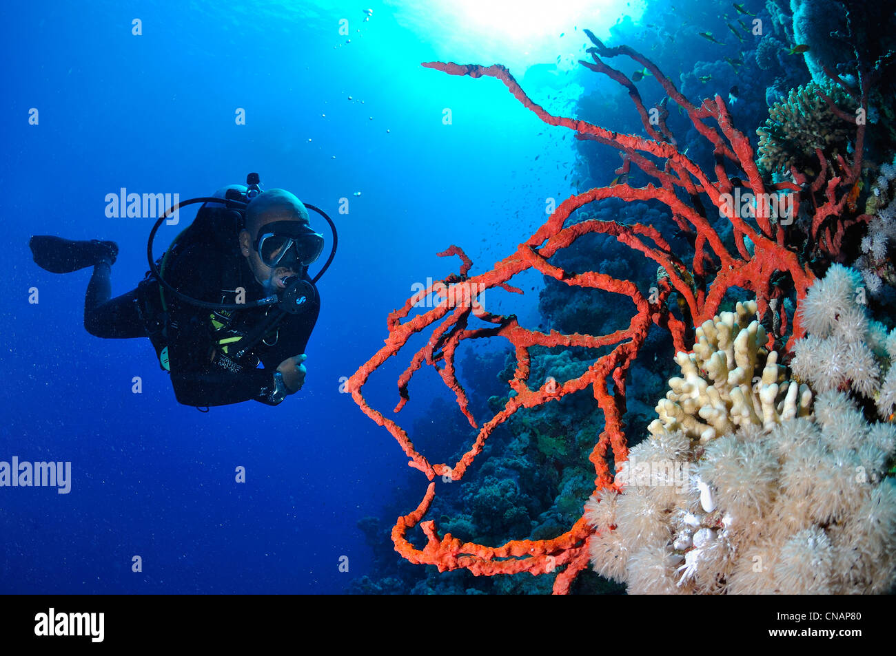 Red sea sponge hi-res stock photography and images - Alamy