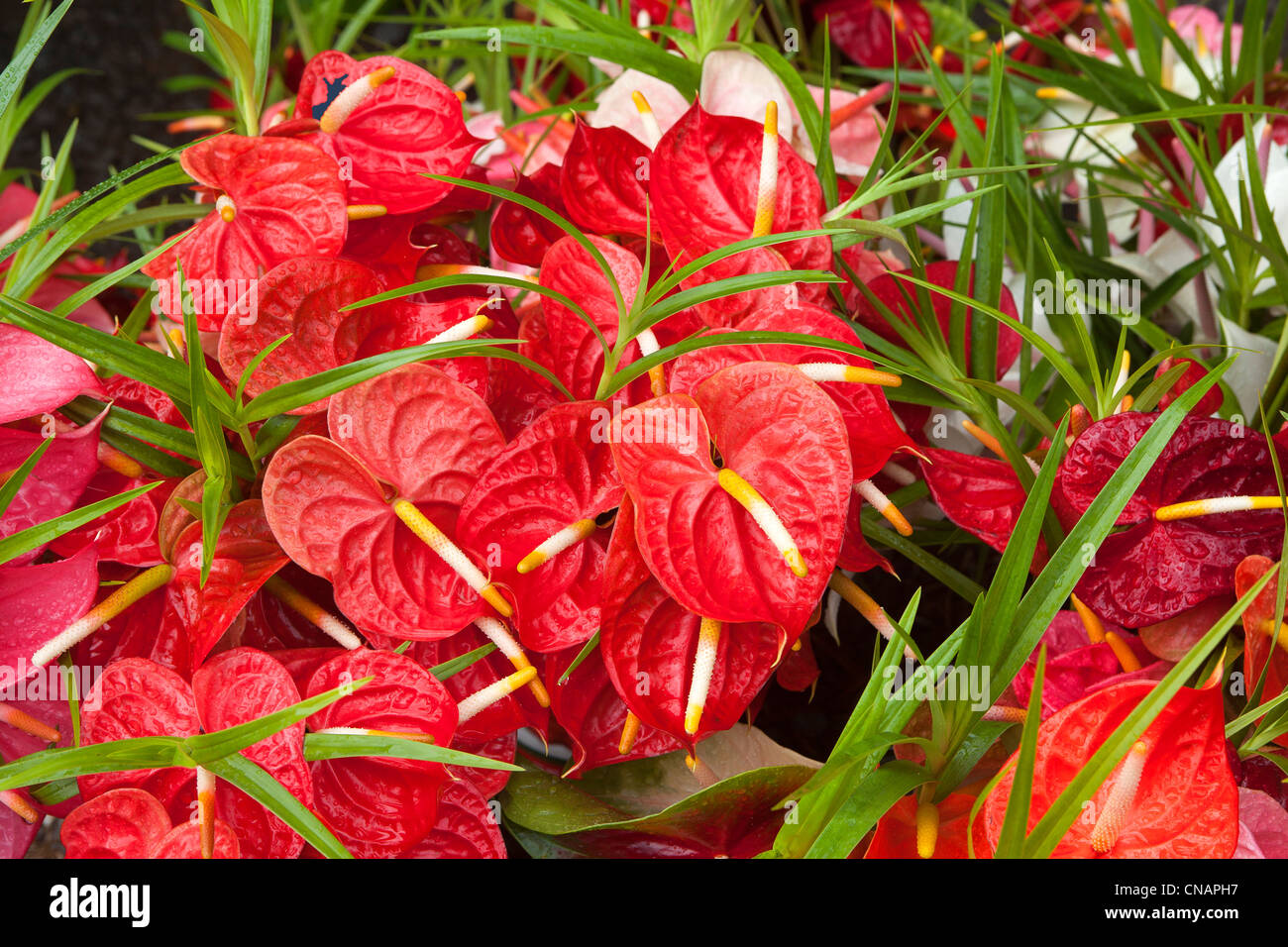 United States, Hawaii, Big island, Hilo, flower market, anthurium Stock ...