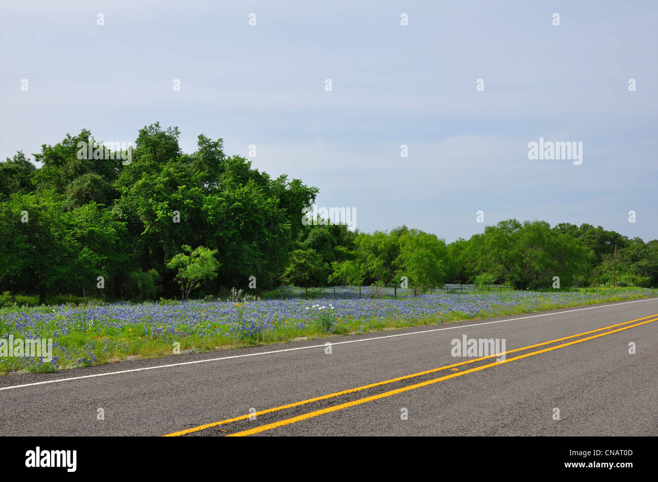 Scenic road and bluebonnets, Texas, USA Stock Photo - Alamy