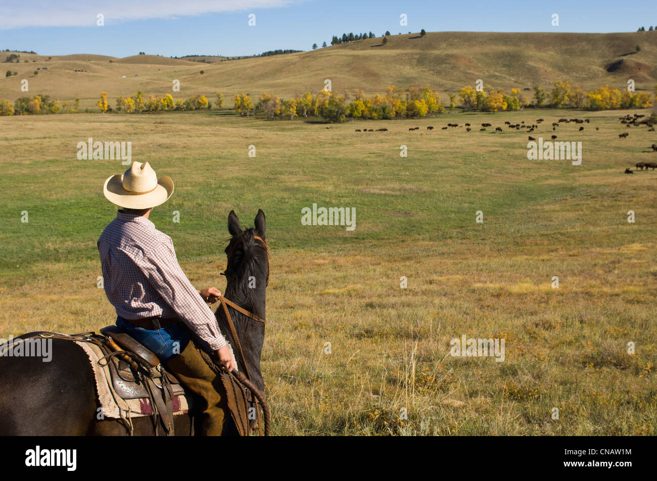 United States, South Dakota, Black Hills, Custer State Park, cowboy ...