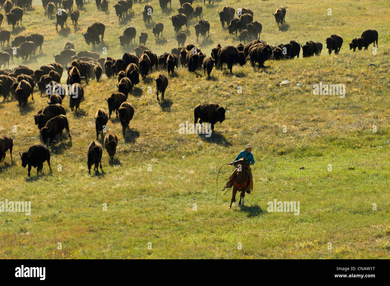 United States, South Dakota, Black Hills, Custer State Park, cowboy ...