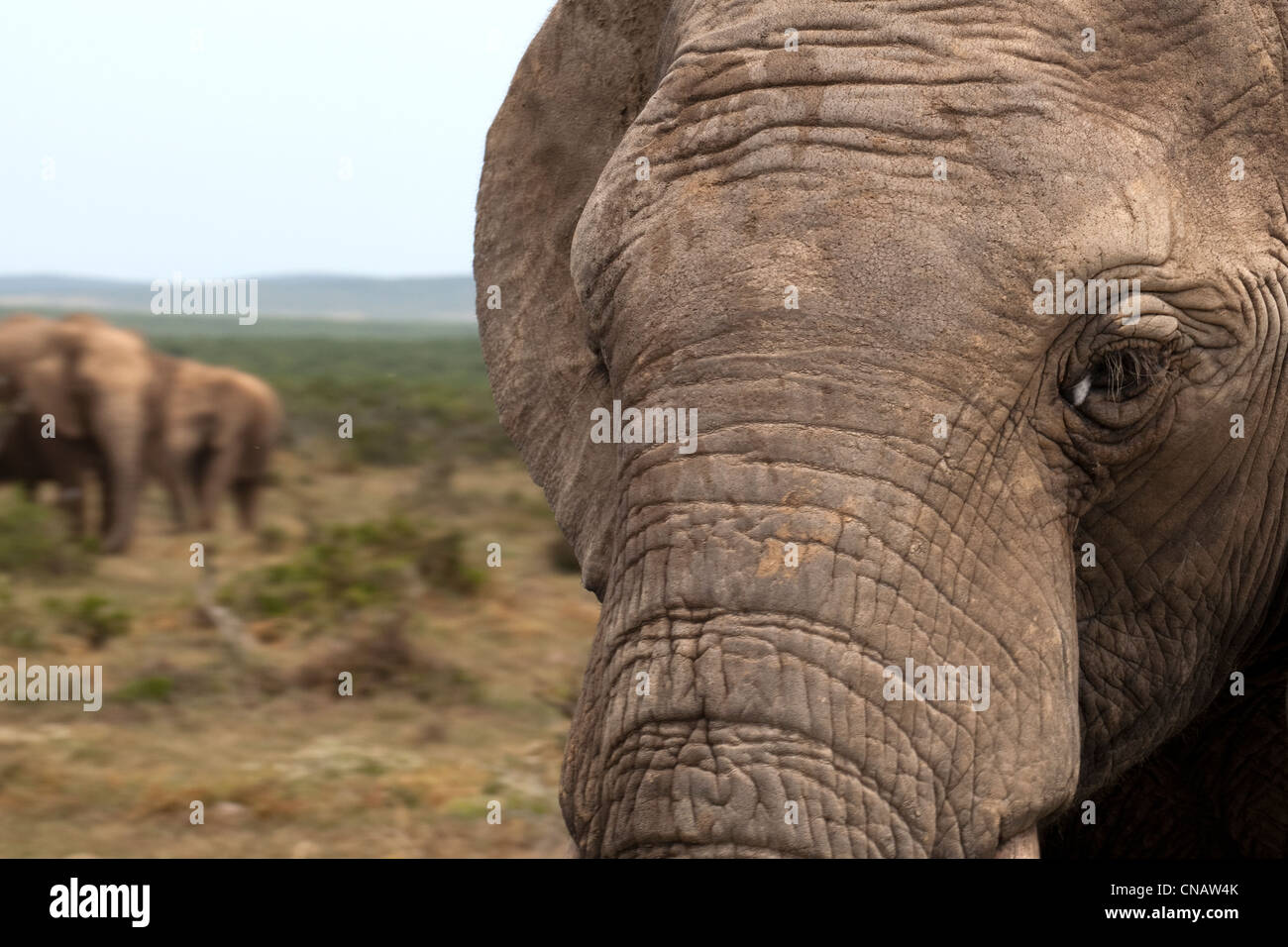 Male Elephant Addo Elephant Park, Garden Route, South Africa Stock ...