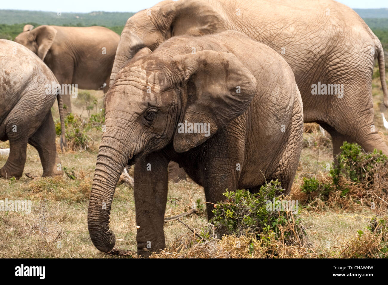 young Elephant Addo Elephant Park, Garden Route, South Africa Stock ...