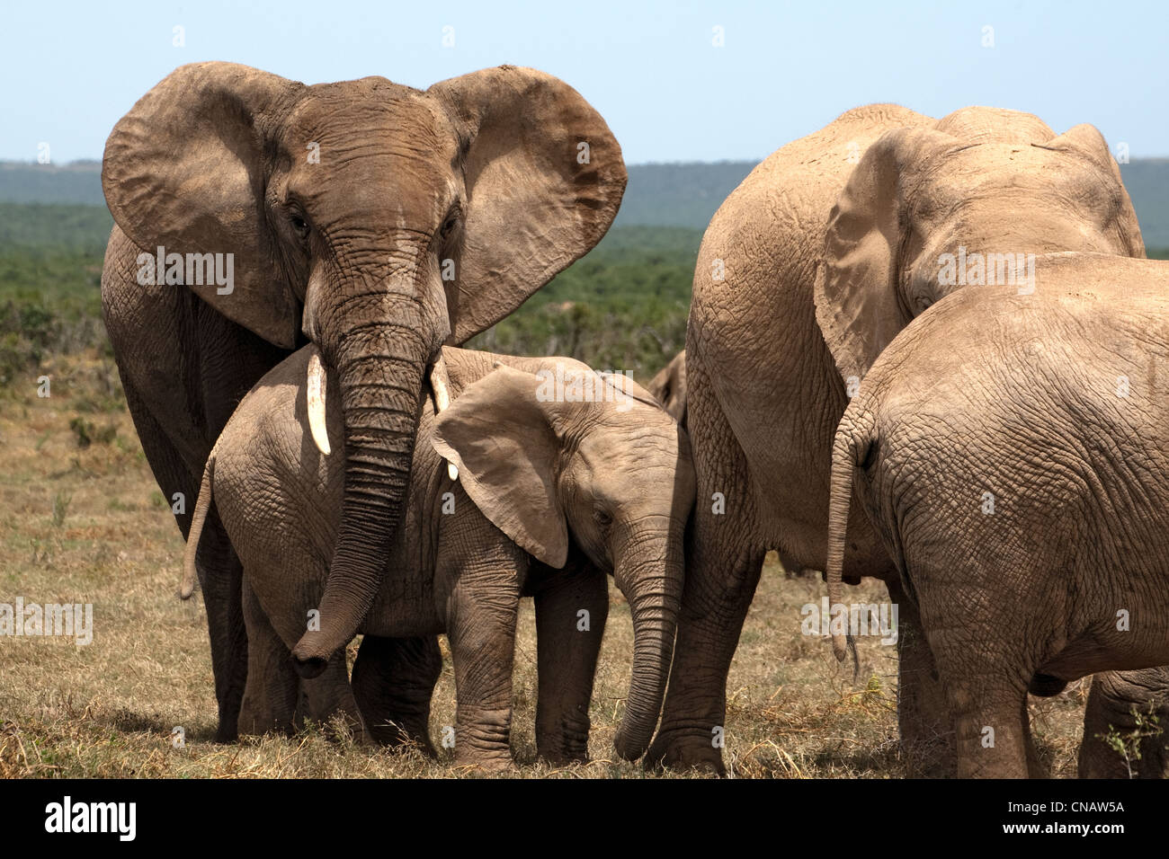 Bull Elephant protecting infant, Addo Elephant Park, Garden Route ...