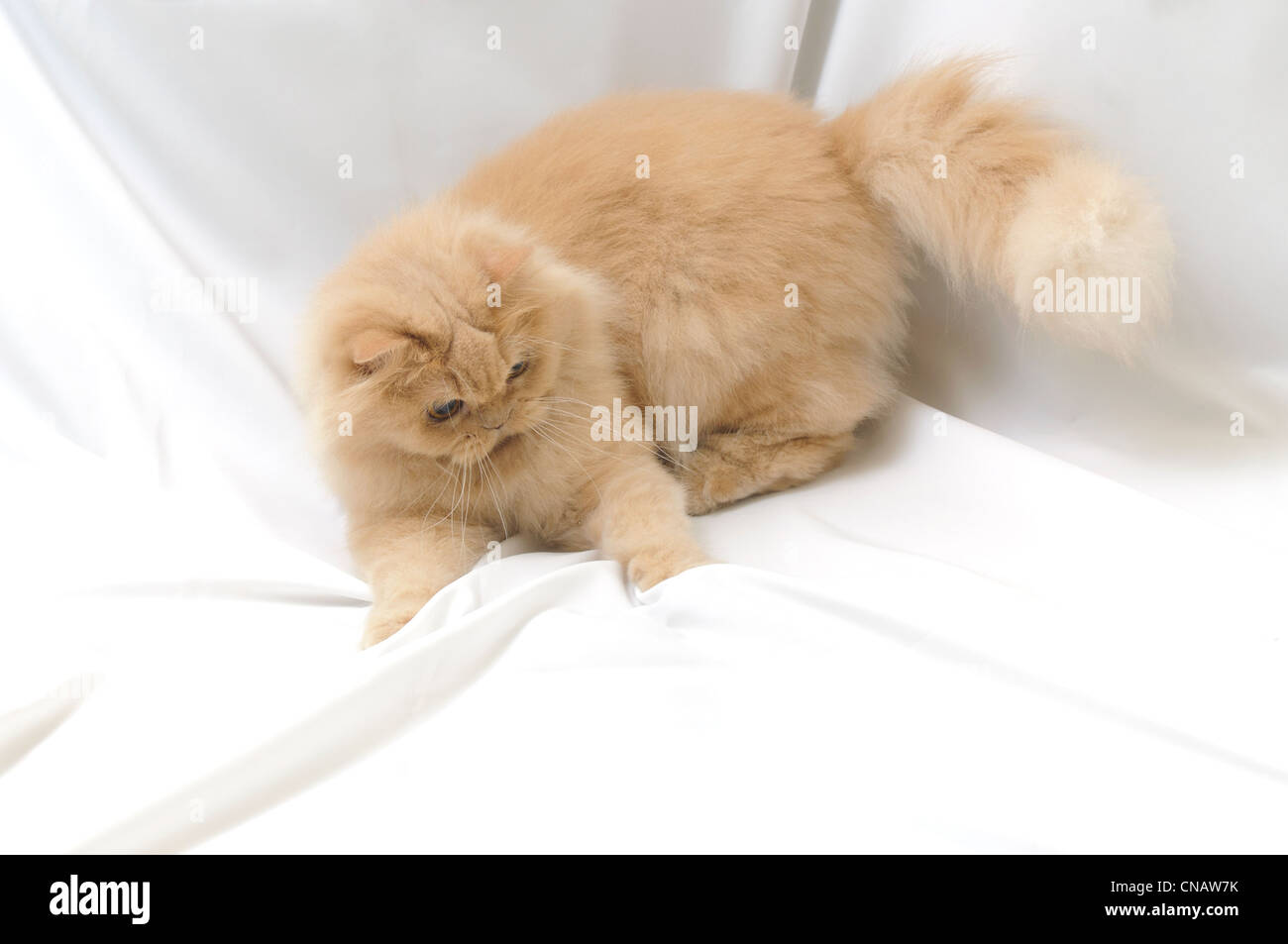 Persian cat playing toy people hi-res stock photography and images - Alamy