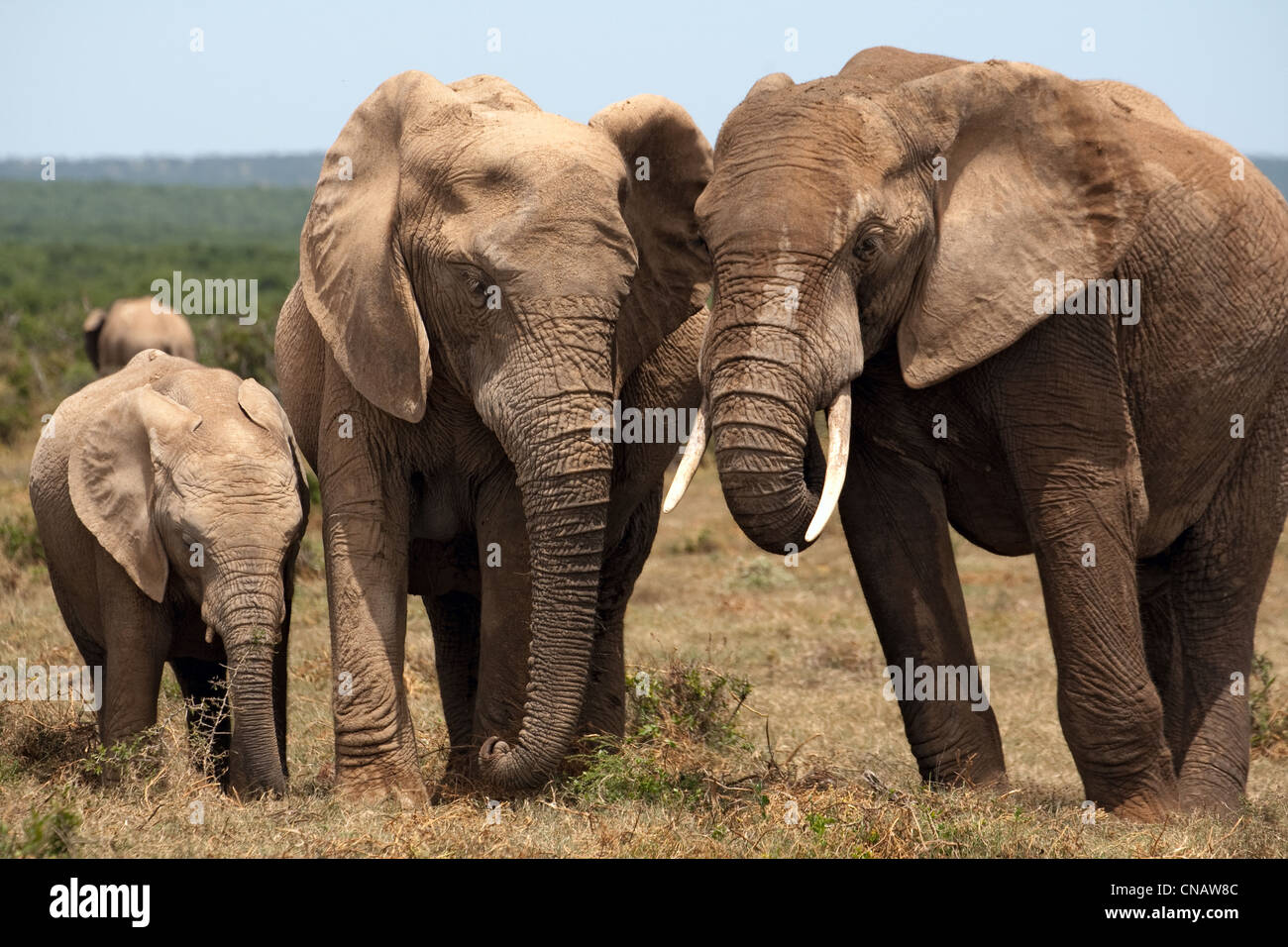 Loving Elephant, Addo Elephant Park, Garden Route, South Africa Stock ...