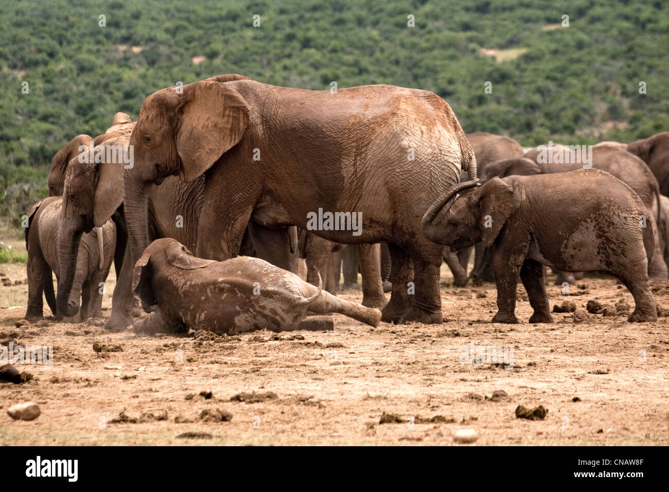 Elephant rising, water-hole, Addo Elephant Park, Garden Route, South ...