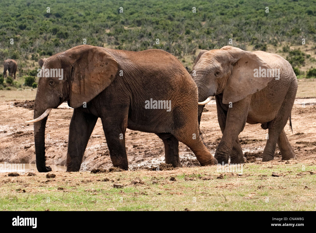 2 bull Elephants walking by water hole, Addo Elephant Park, Garden ...