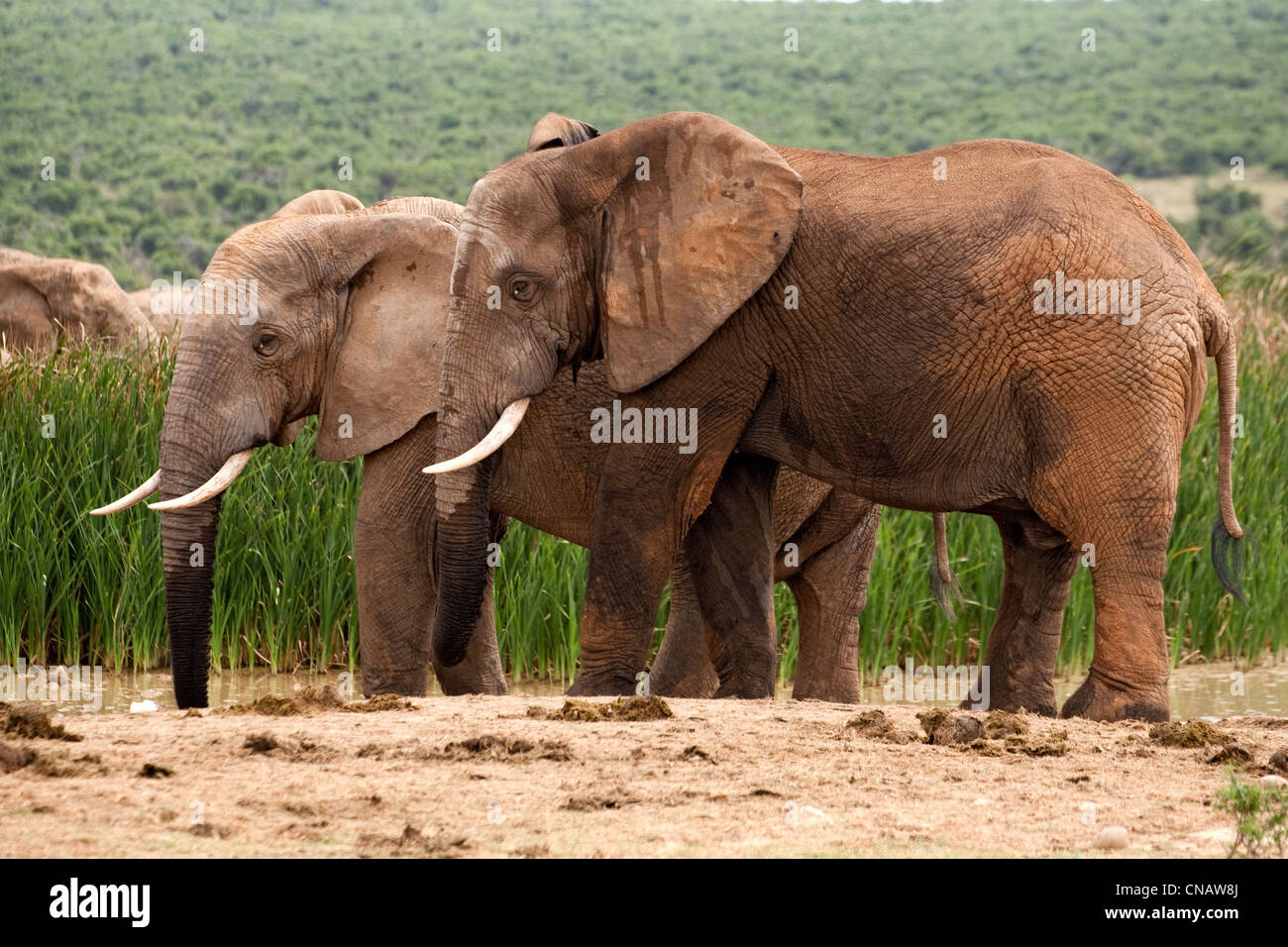 2 bull Elephants, Addo Elephant Park, Garden Route, South Africa Stock ...