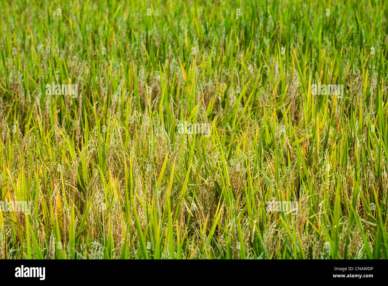 rice field in nature Stock Photo - Alamy