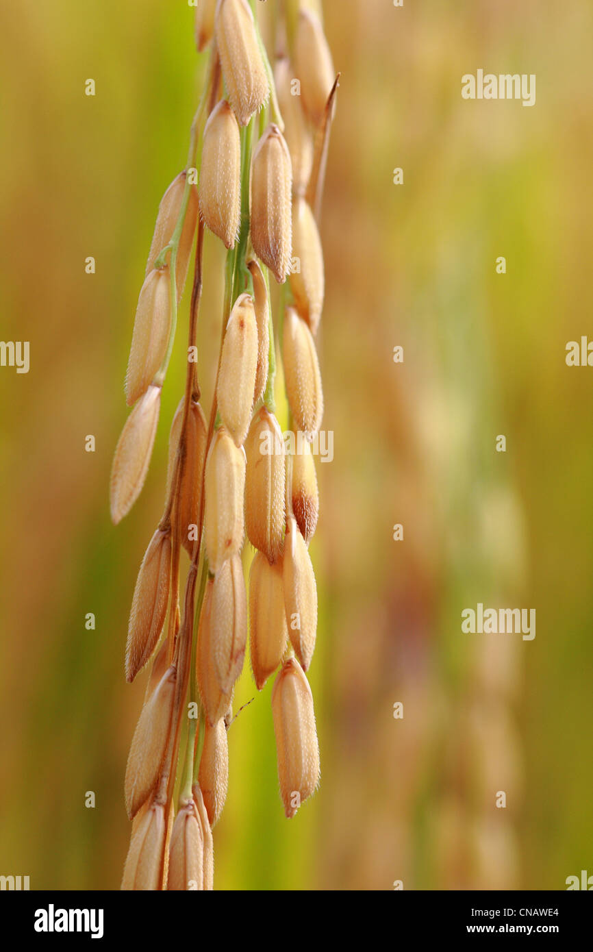 Rice plant macro hi-res stock photography and images - Alamy