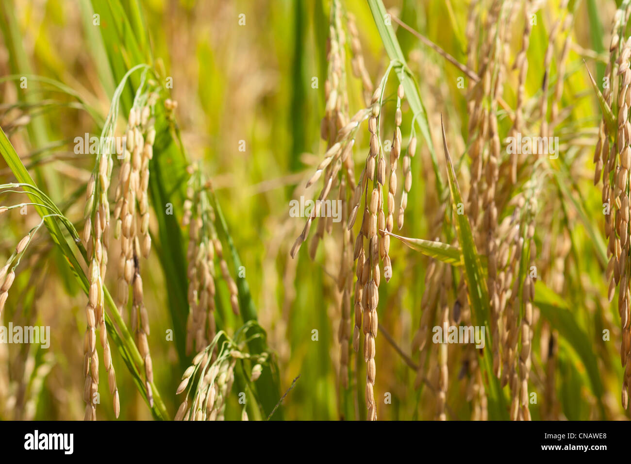 rice in nature field, ready for harvest Stock Photo - Alamy