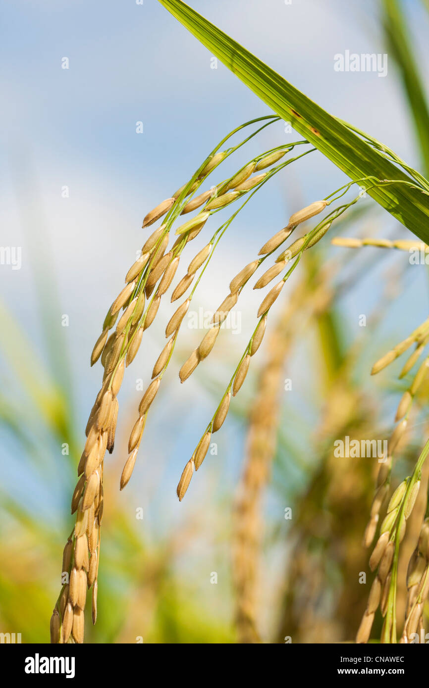 rice in nature field, ready for harvest Stock Photo - Alamy