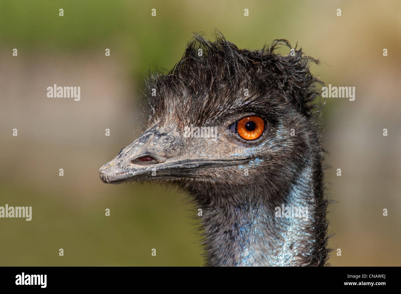 Emu head portrait hi-res stock photography and images - Alamy