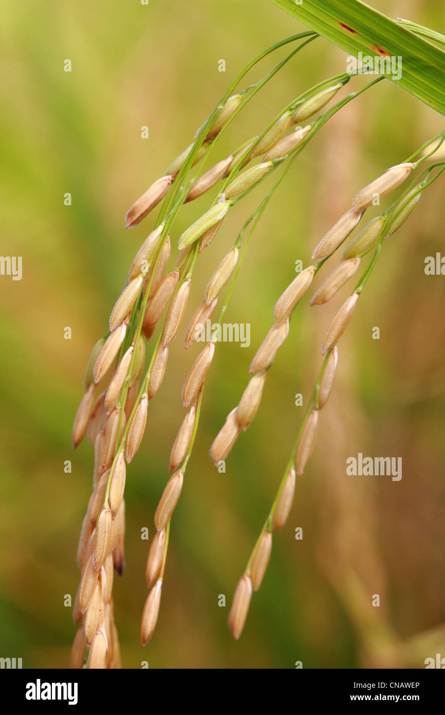rice in nature field, ready for harvest Stock Photo - Alamy