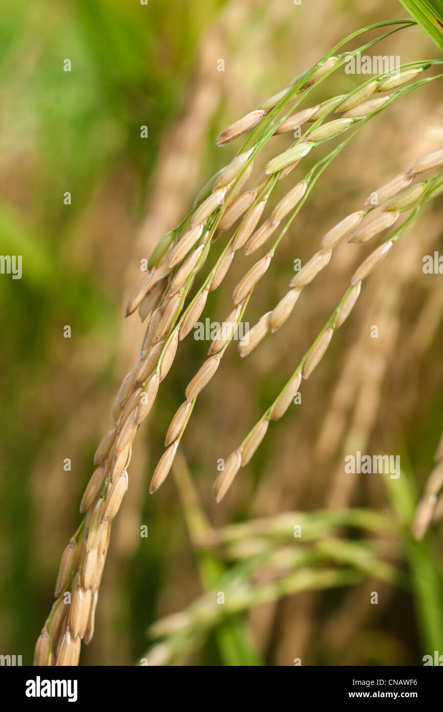 rice in nature field, ready for harvest Stock Photo - Alamy