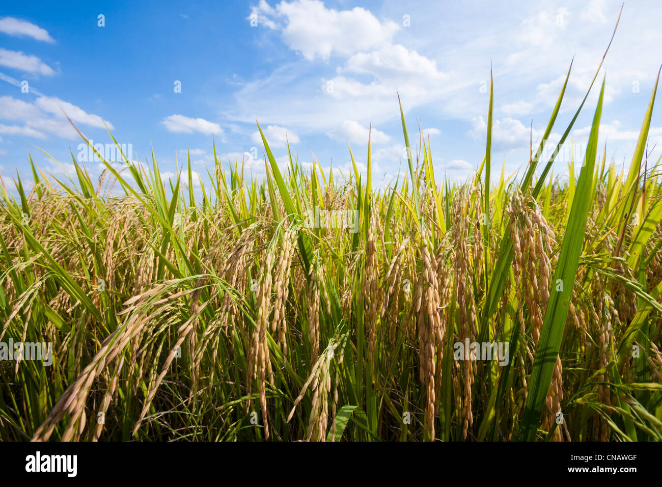 rice field in nature with blue sky Stock Photo - Alamy