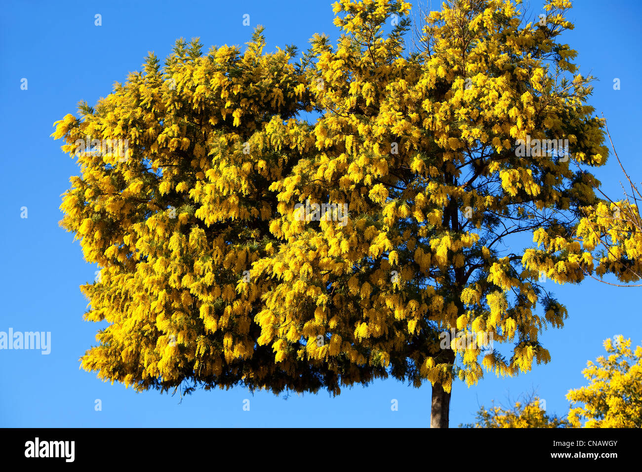 France, Var, Massif du Tanneron, Tanneron, picking mimosa, Mirandola ...