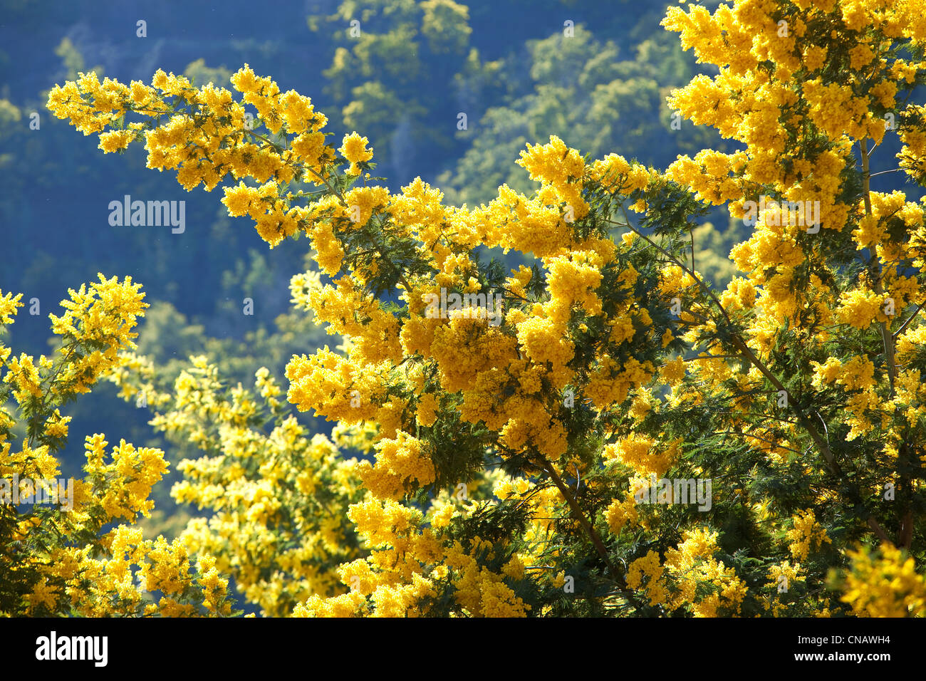 France, Var, Massif du Tanneron, Tanneron, picking mimosa, Mirandola ...