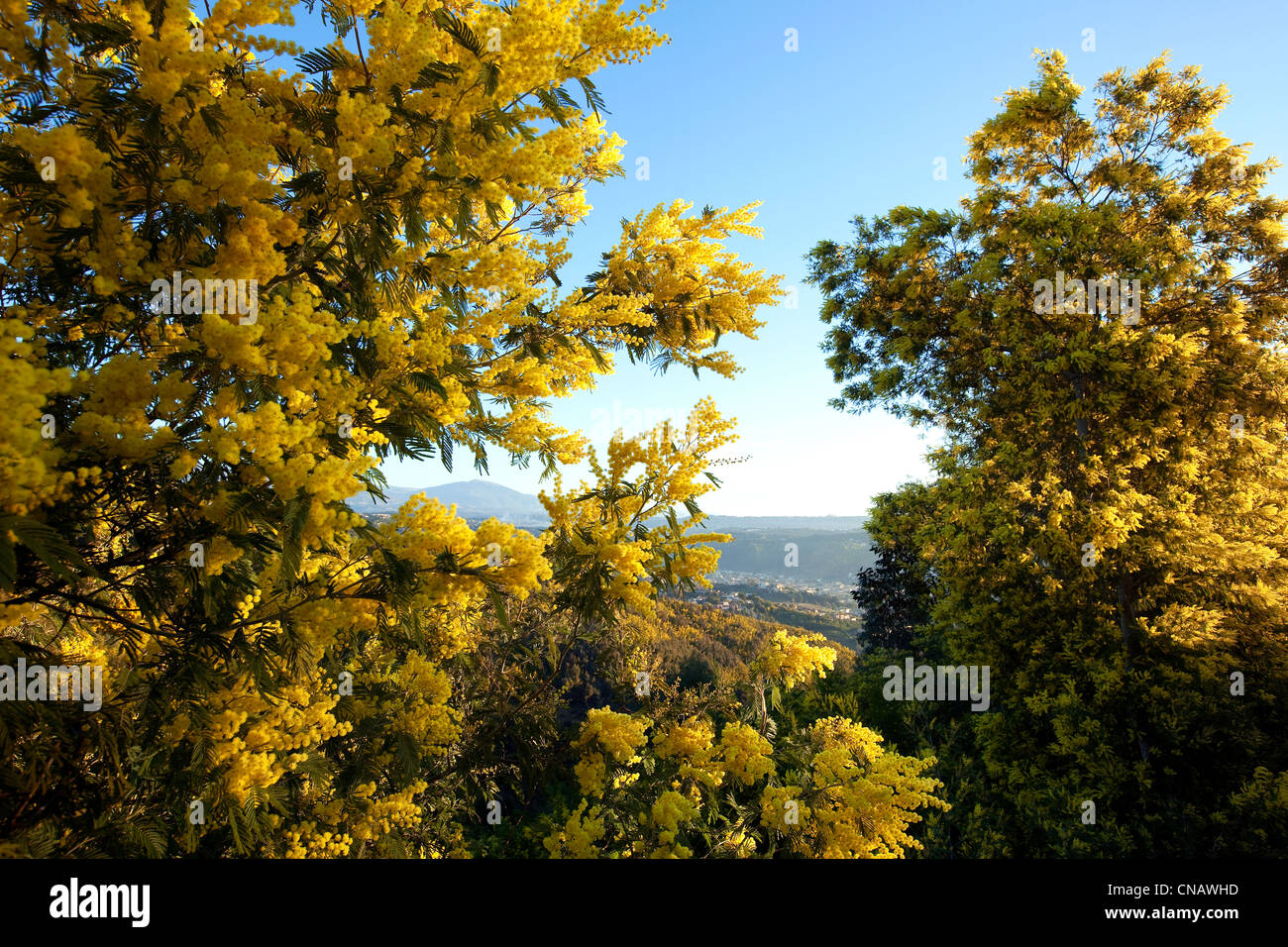 France, Var, Massif du Tanneron, Tanneron, picking mimosa, Mirandola ...