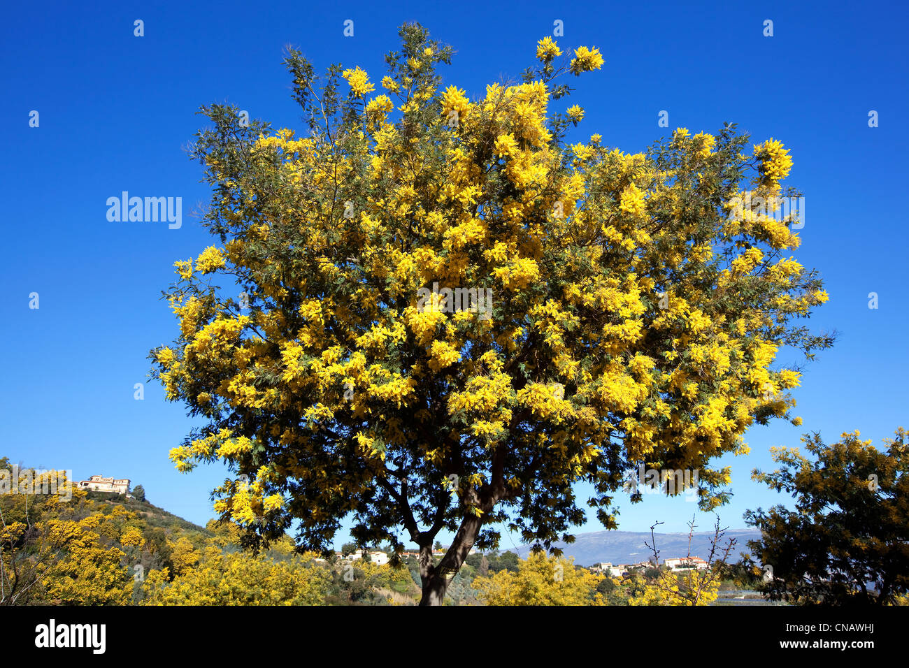 France, Var, Massif du Tanneron, Tanneron, picking mimosa, Mirandola ...
