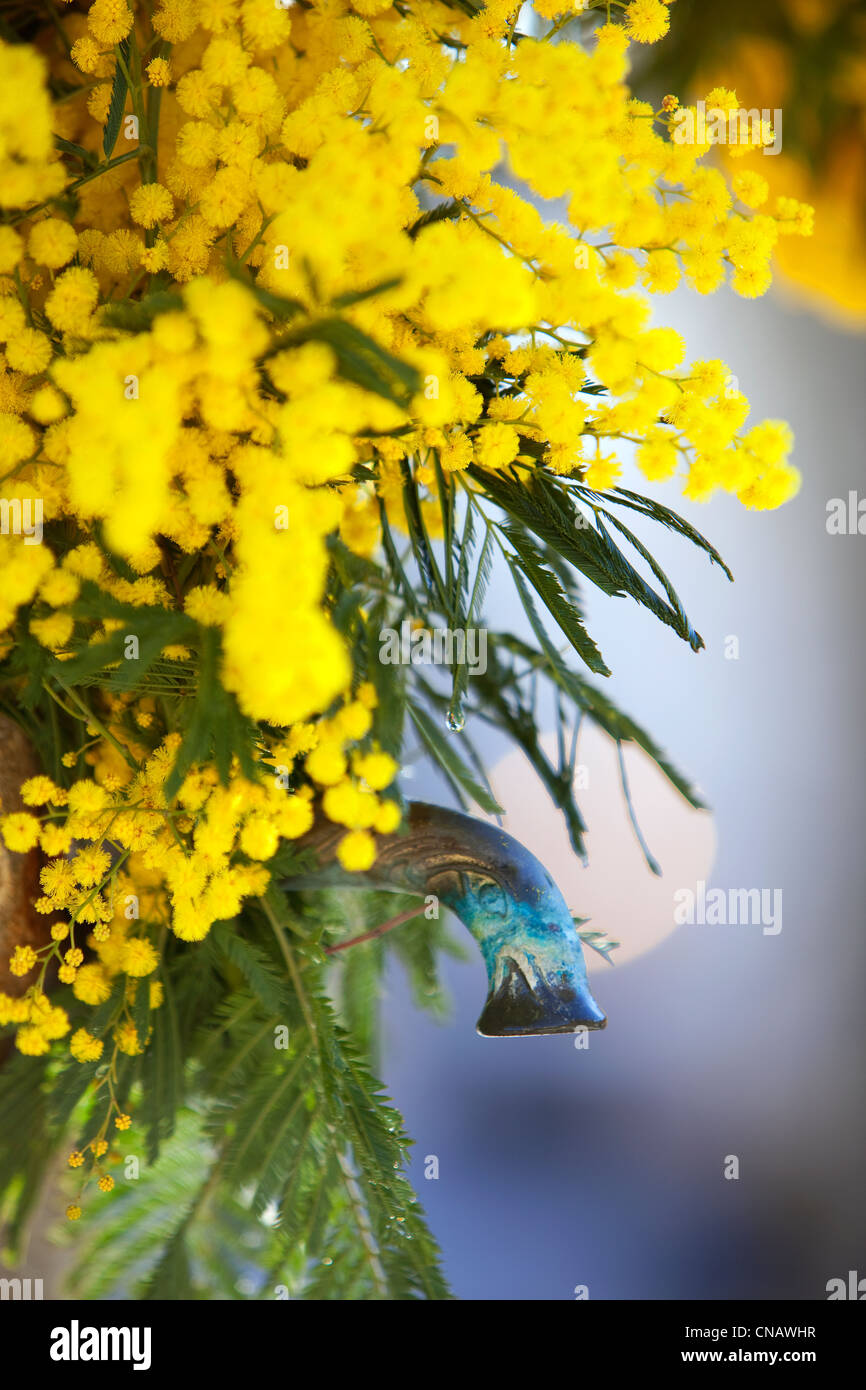 Fete du mimosa mimosa festival hi-res stock photography and images - Alamy