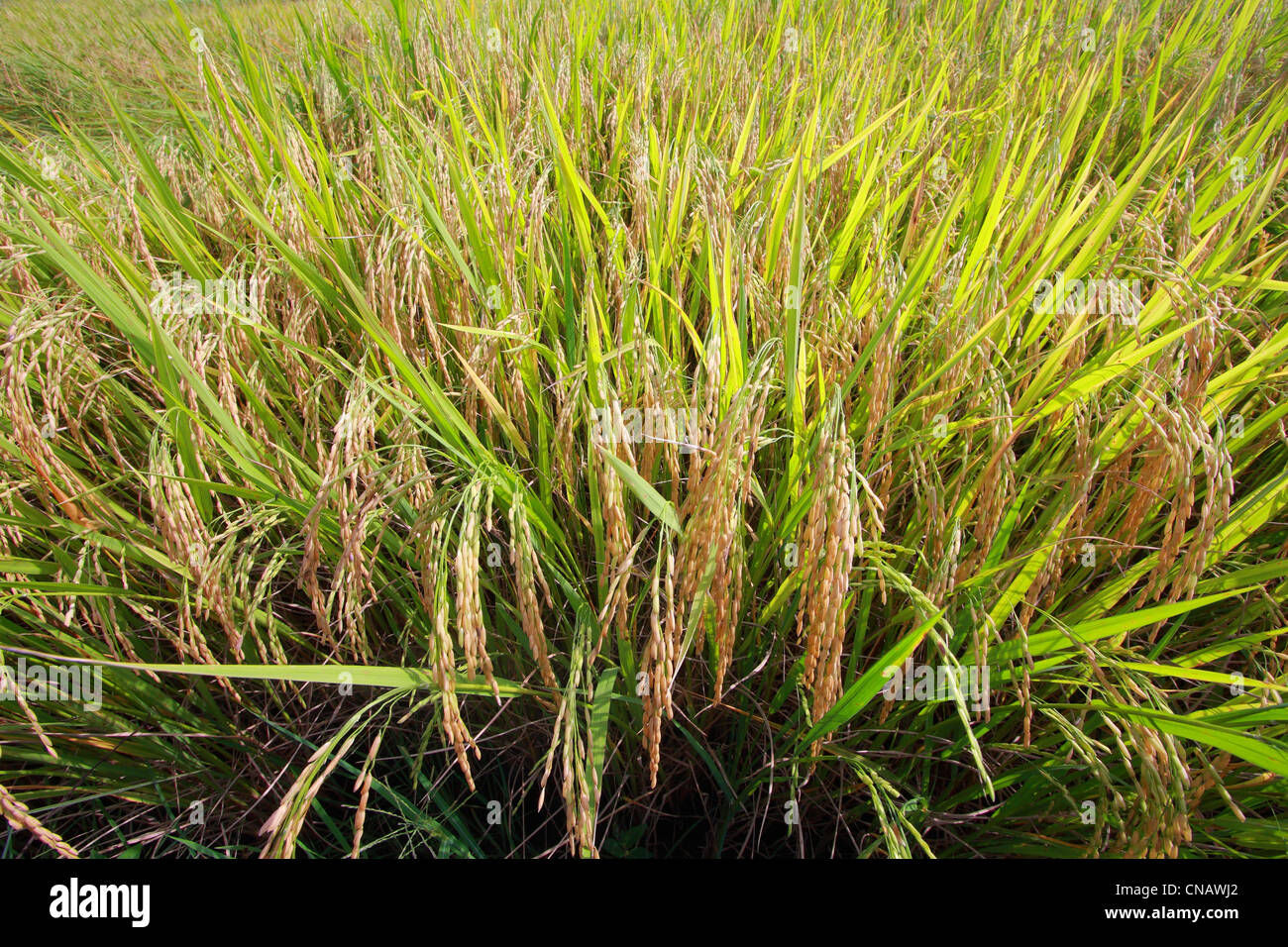 rice field in nature Stock Photo - Alamy
