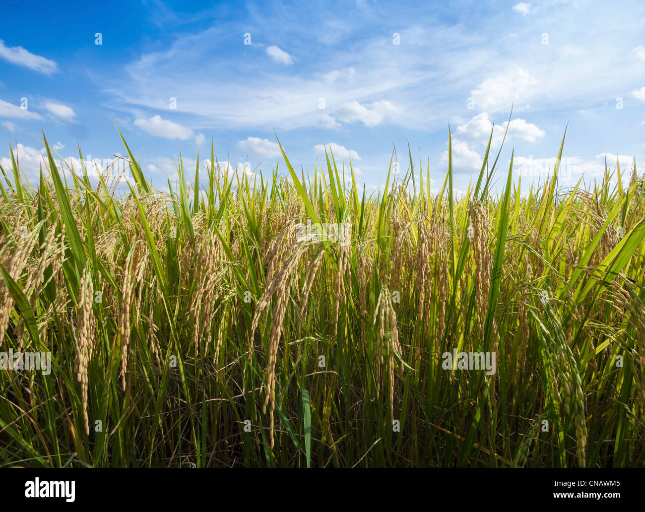 rice field in nature with blue sky Stock Photo - Alamy