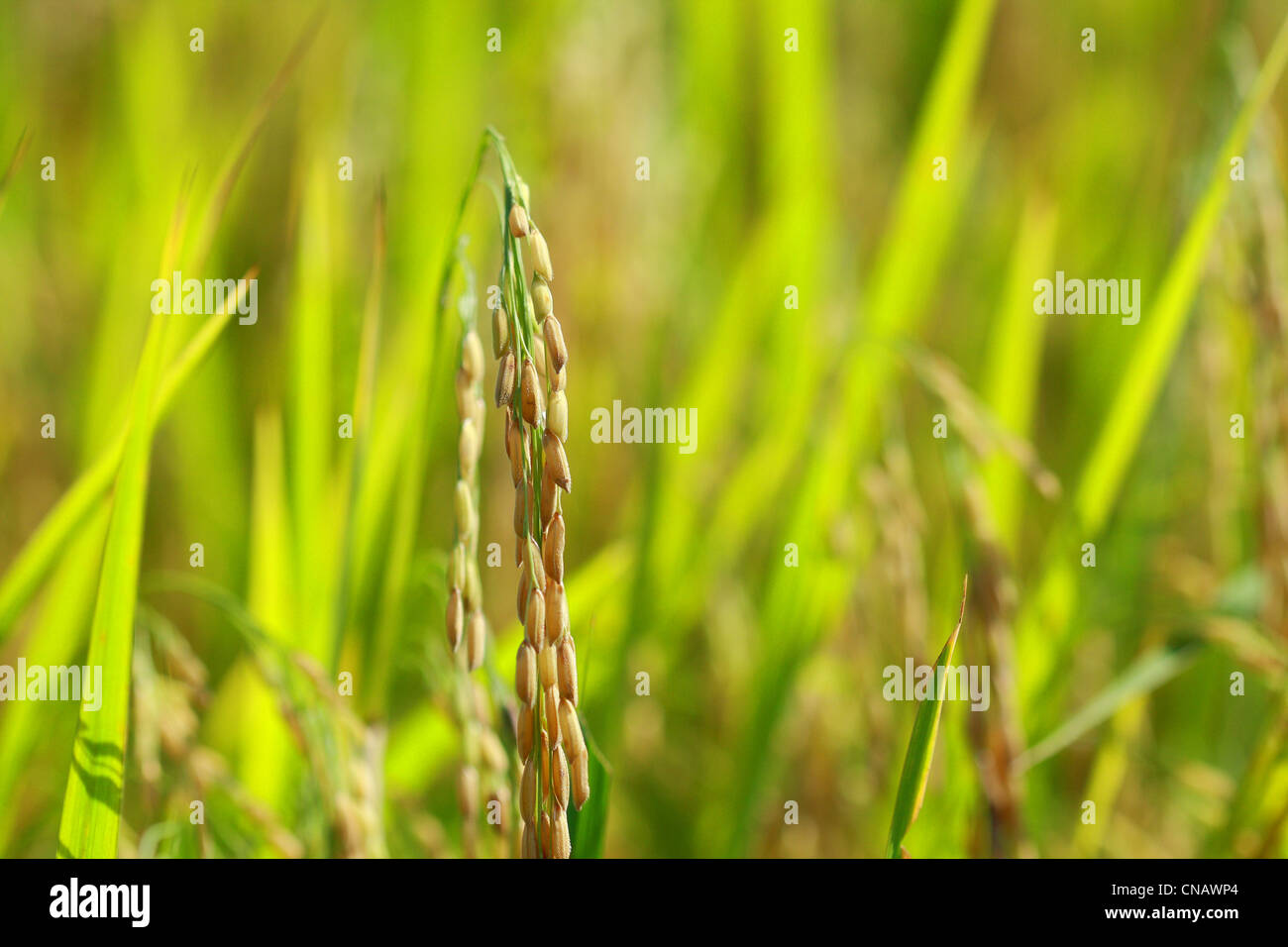 Rice field ready harvest hi-res stock photography and images - Alamy
