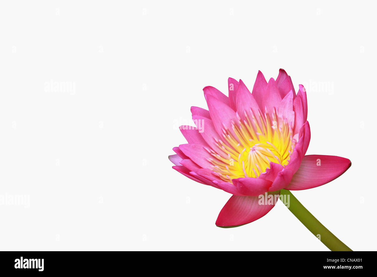 White water lily lotus aquatic Cut Out Stock Images & Pictures - Alamy