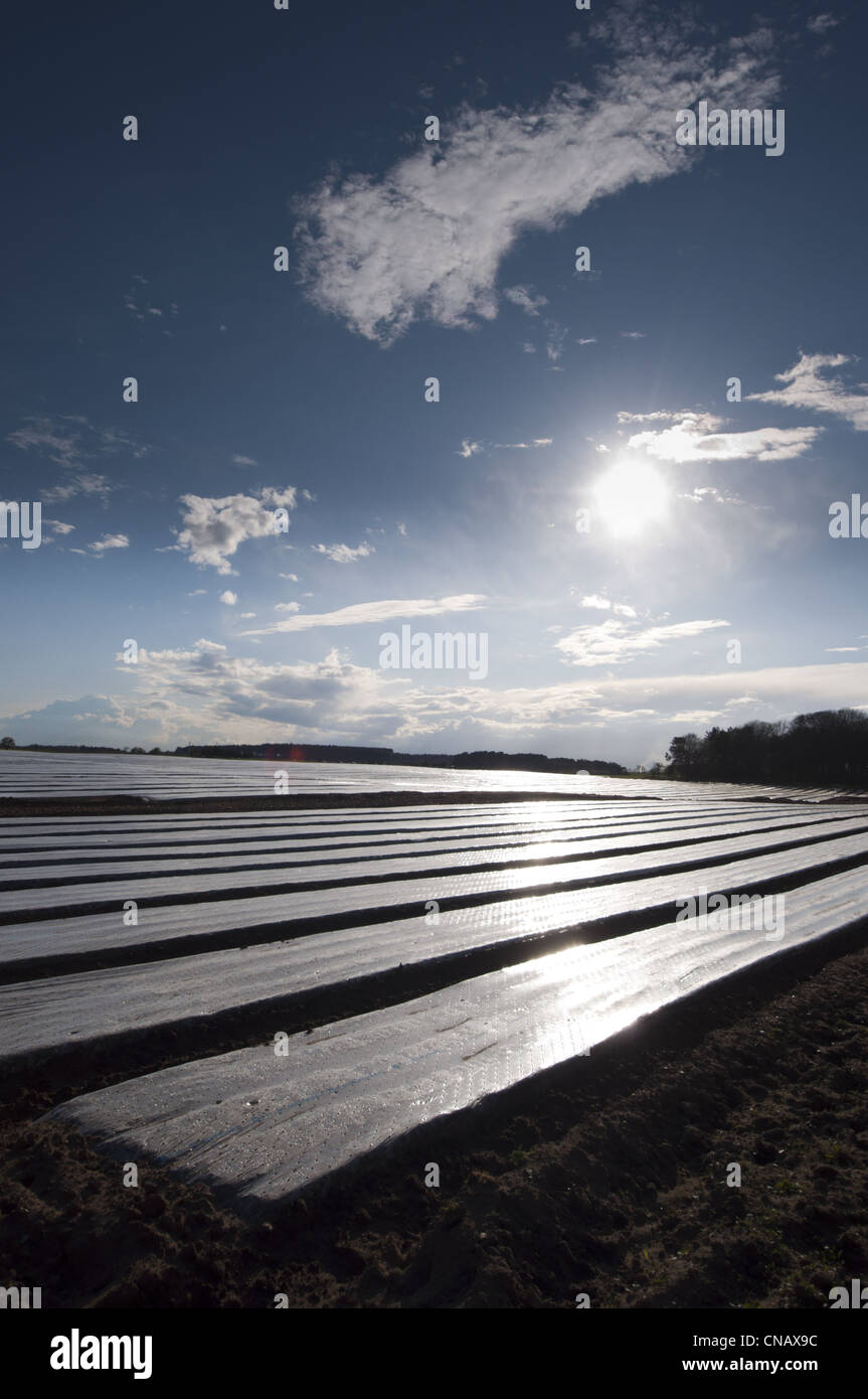 Strips field hi-res stock photography and images - Alamy