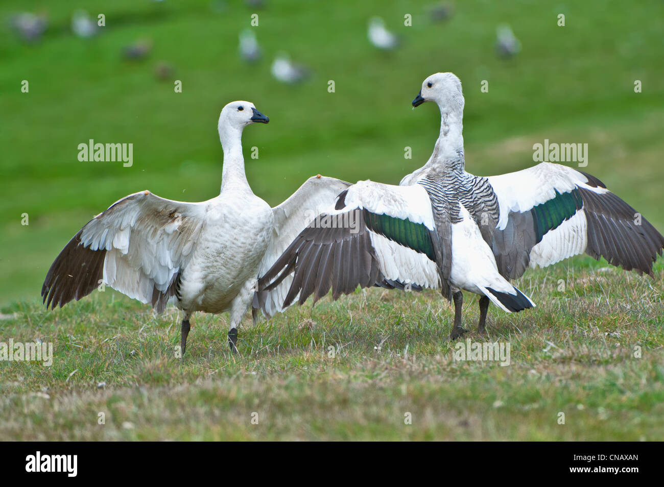 Male Upland or Magellan Geese (Chloephaga picta) fighting, New Island ...
