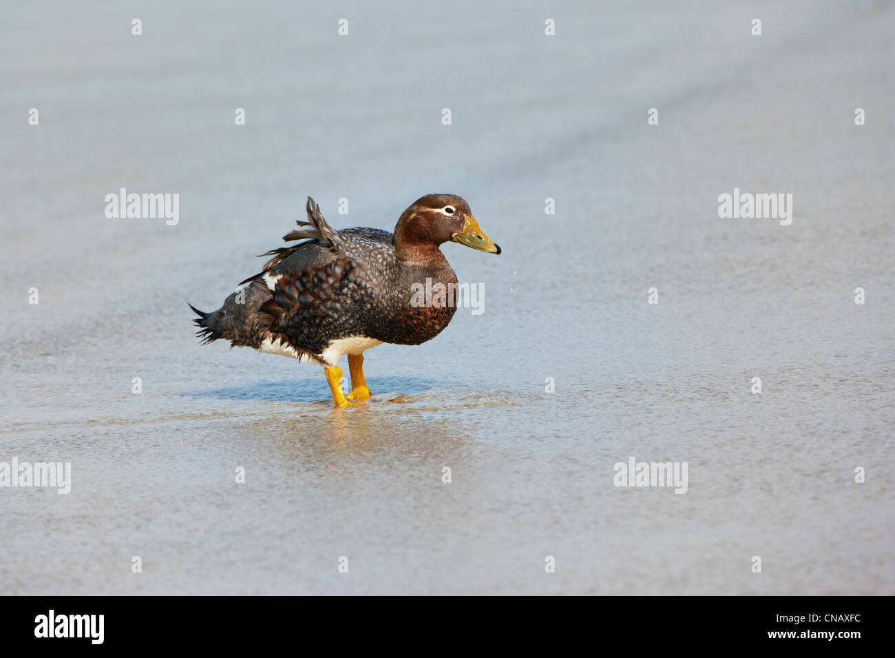 Tachyeres brachypterus hi-res stock photography and images - Alamy