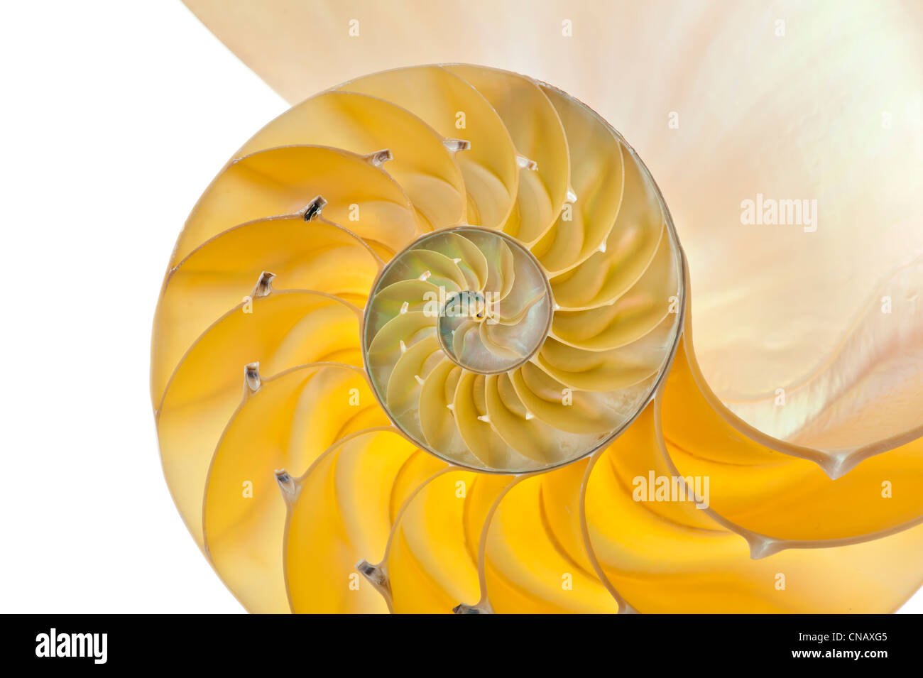 Detailed photo of a halved backlit shell of a chambered nautilus ...
