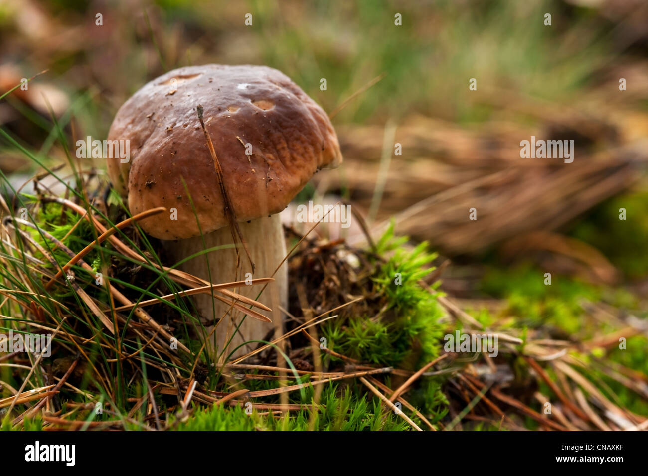 Beautiful fresh pine bolete (Boletus pinophilus) growing in the forest ...