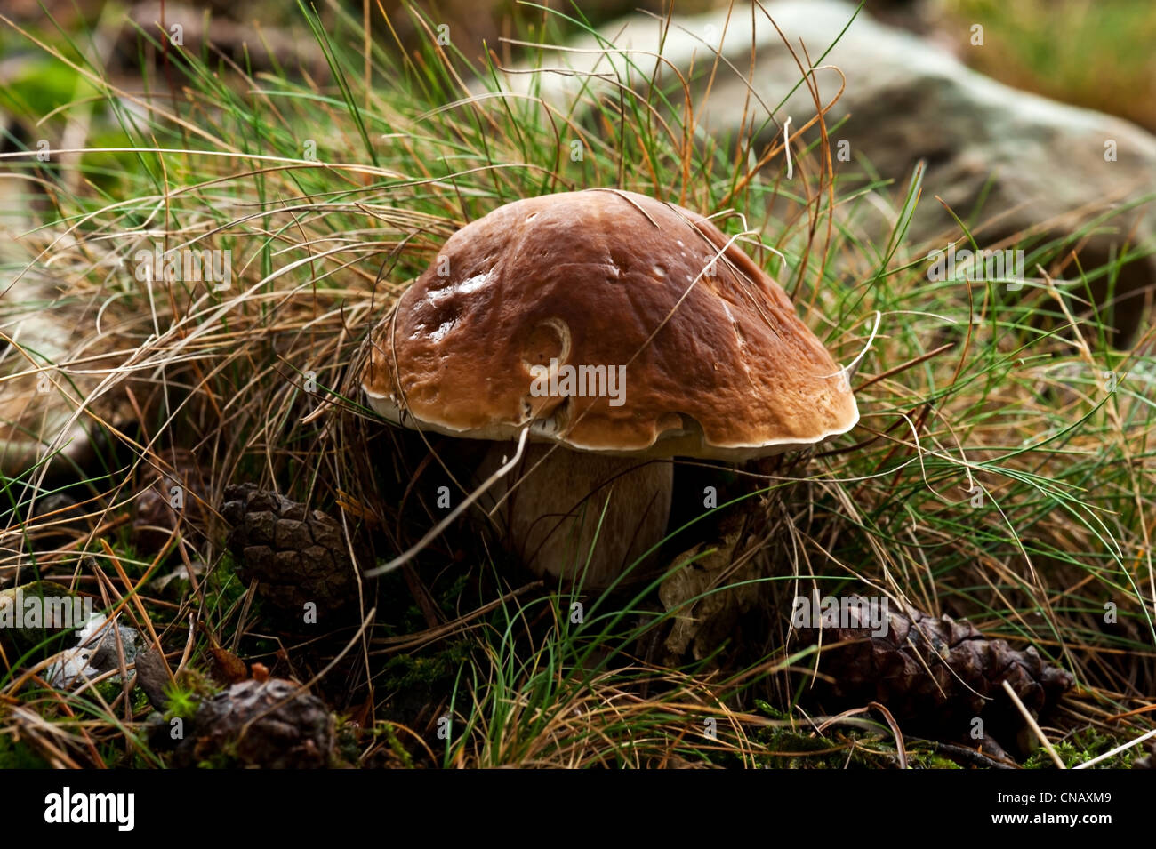 Beautiful fresh pine bolete (Boletus pinophilus) growing in the forest ...