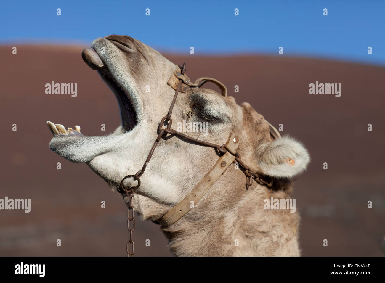 Yawning camel hi-res stock photography and images - Alamy