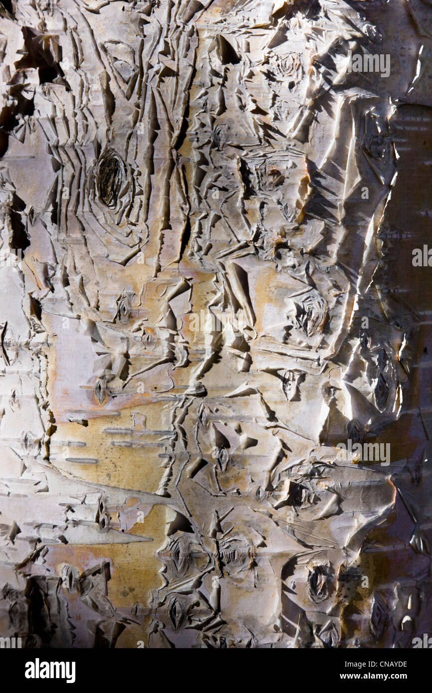 Birch tree patterns hi-res stock photography and images - Alamy