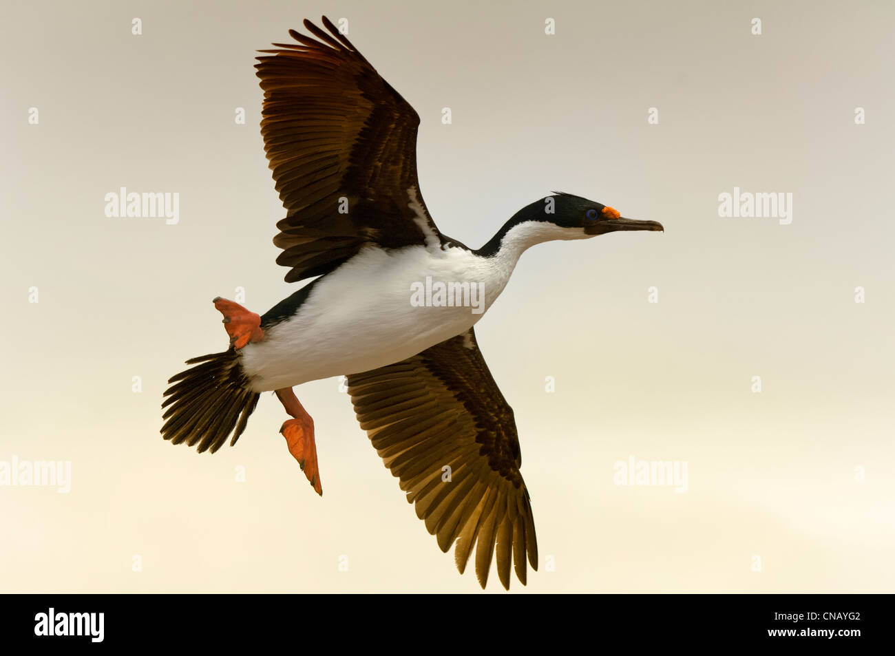 Shag In Flight Stock Photos & Shag In Flight Stock Images - Alamy