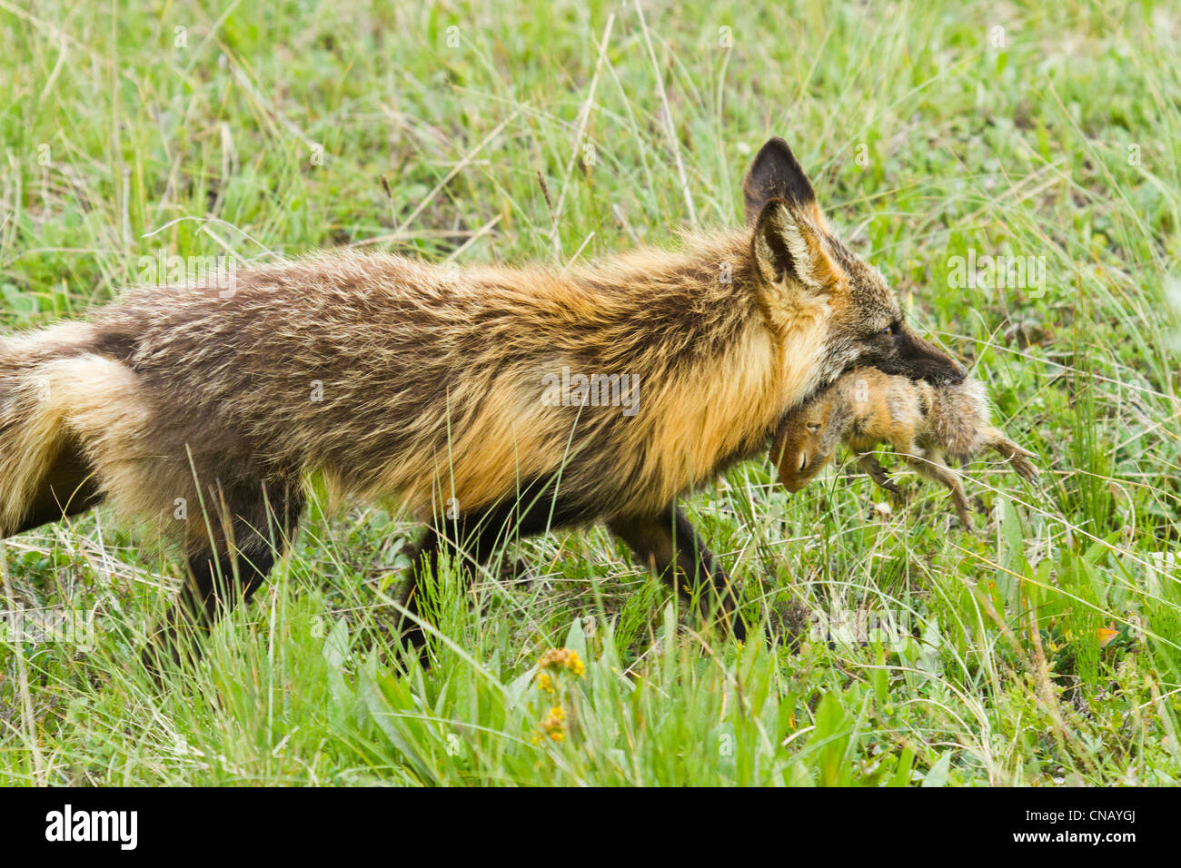 Close up of a Cross Fox with a ground squirrel near Thorofare pass ...