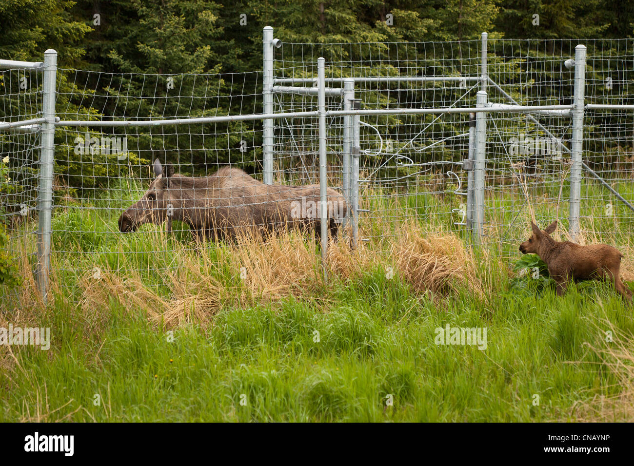 A moose calf refuses to follow its mother thru an animal-gate on ...