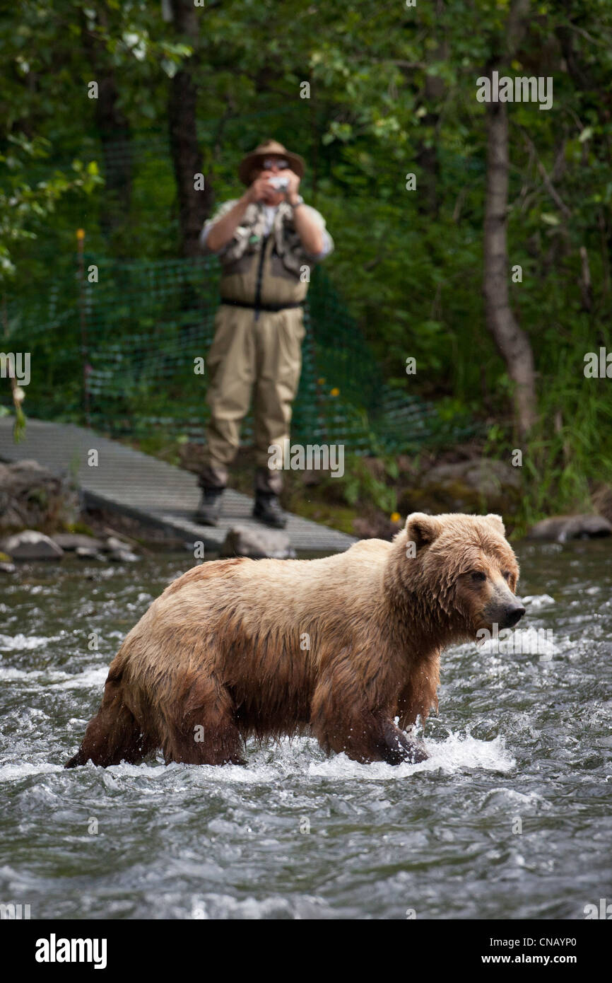 Grizzly bear fishing in a river hi-res stock photography and images - Alamy